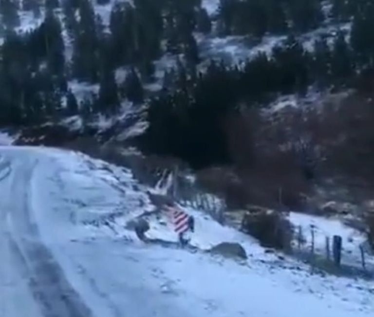 Video Viral: un hermoso puma corriendo en la nieve | Todoroca